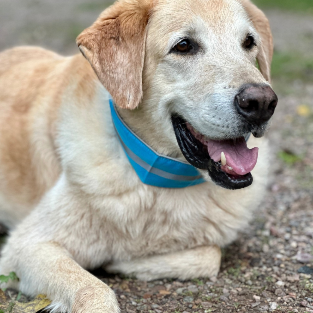 Spot the Dog Reflective Collar - Neon Blue – Spot The Dog