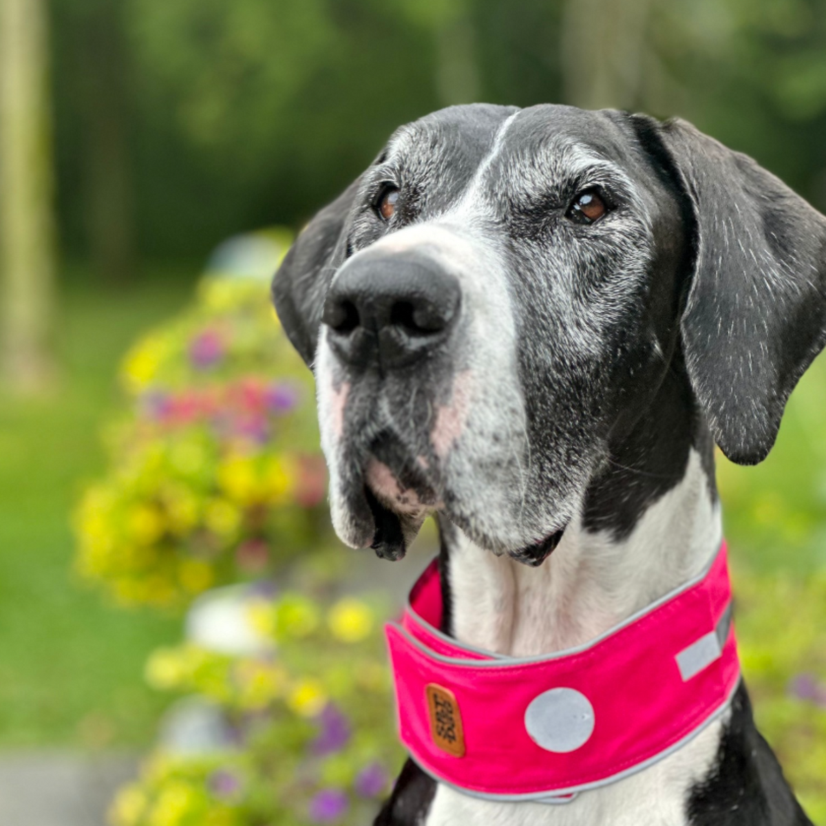 Spot the Dog Reflective Collar - Neon Pink – Spot The Dog